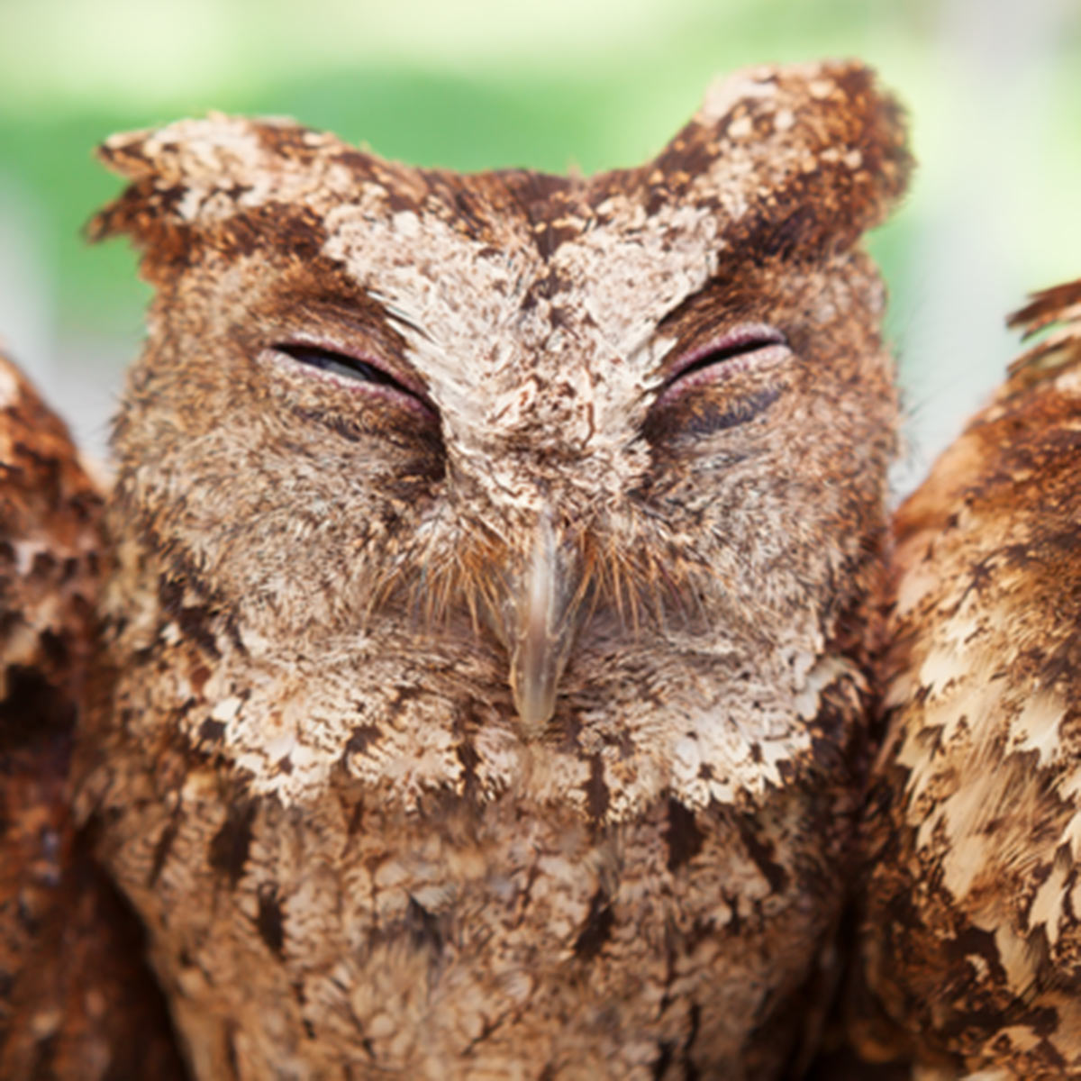 Night Owl or Morning Bird? How to Use it to Your Advantage at Work - Boost